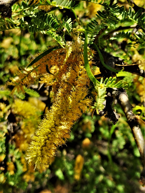 El árbol de yaro: un potencial sostenible