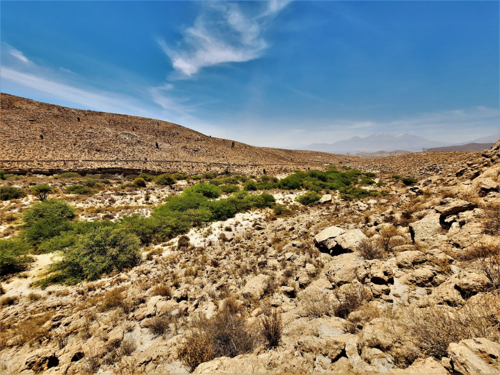 El árbol de yaro: un potencial sostenible